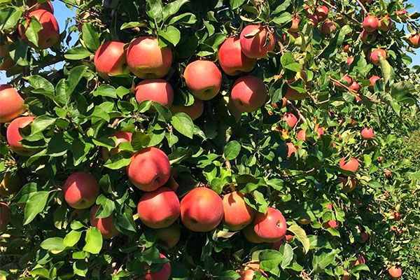 Long Island Restaurant News | Apple Picking on the East End